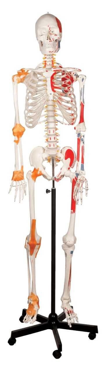 Real Human Skeleton With Muscles Muscular System – Primary Science