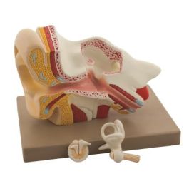 Ear Model | 3 Parts | Ear Anatomy Model