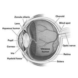 Sheep Eye